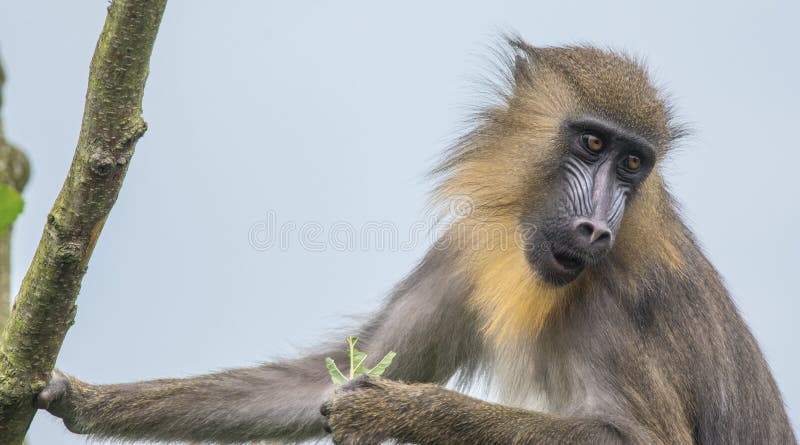 Mandrill stock image. Image of climbing, young, mandrill - 135830447