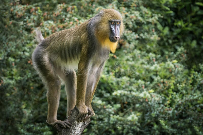 Mandrill stock image. Image of sitting, baboon, cute - 135830429
