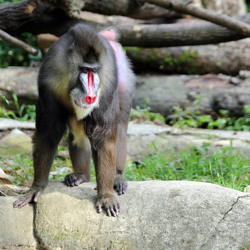 A standing mandrill. stock image. Image of africa, forest - 105123825