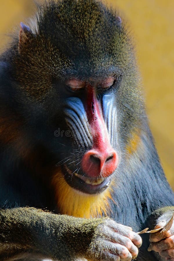 Mandrill stock image. Image of male, elongated, congo - 91879057