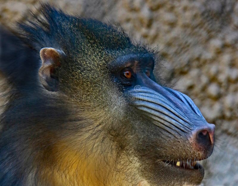 Mandrill stock image. Image of elongated, groups, blue - 91879179