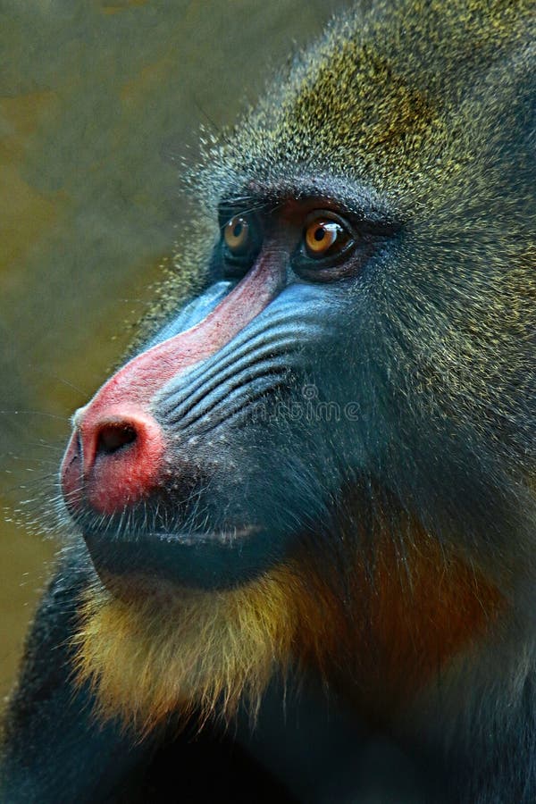 Mandrill stock image. Image of baboon, eyes, cameroon - 91879297