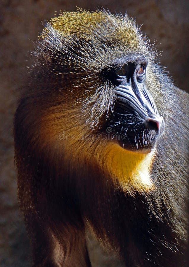 Mandrill stock photo. Image of groups, cameroon, congo - 91879316