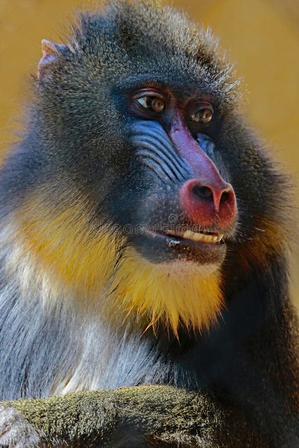 Mandrill stock photo. Image of cheeks, eyes, gabon, habitat - 91879492