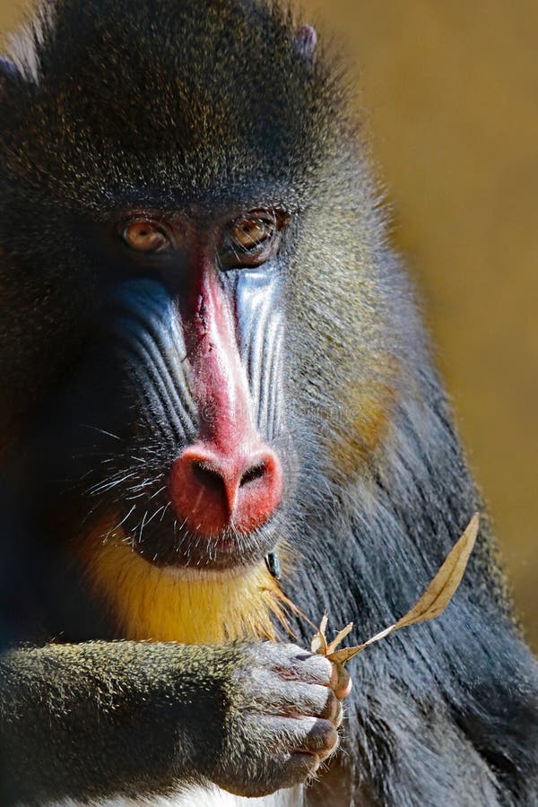 Mandrill stock image. Image of expression, colorful, monkeys - 91879671