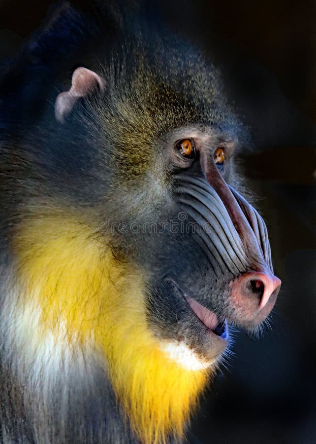 Mandrill stock photo. Image of equatorial, gabon, large - 91880396