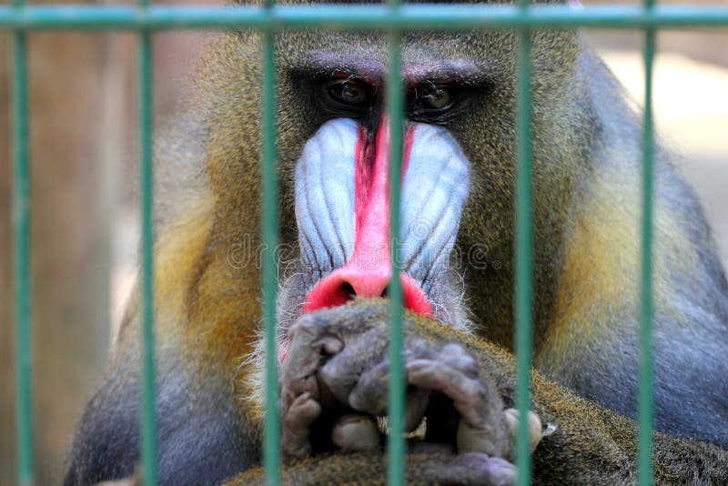 Mandrill in zoo cage stock image. Image of beard, africa - 20035855