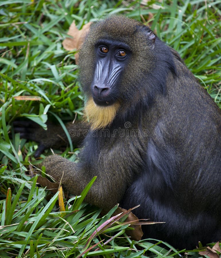 Mandrill Affen-Fallhammer, Primas-Pavian-Tier Stockfoto - Bild von ...