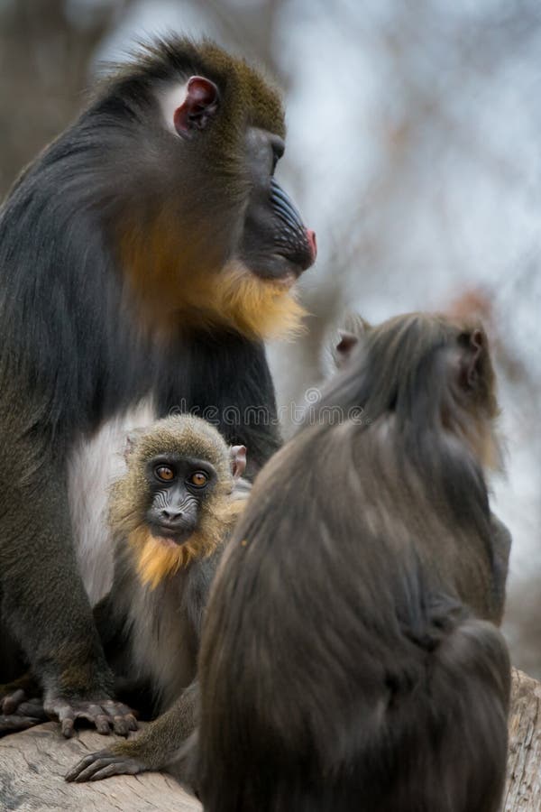 The mandrill family! stock image. Image of selfdefense - 105068941