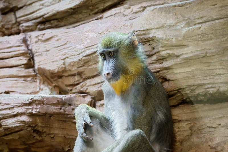 Mandrill female stock photo. Image of rare, mandrillus - 150995748