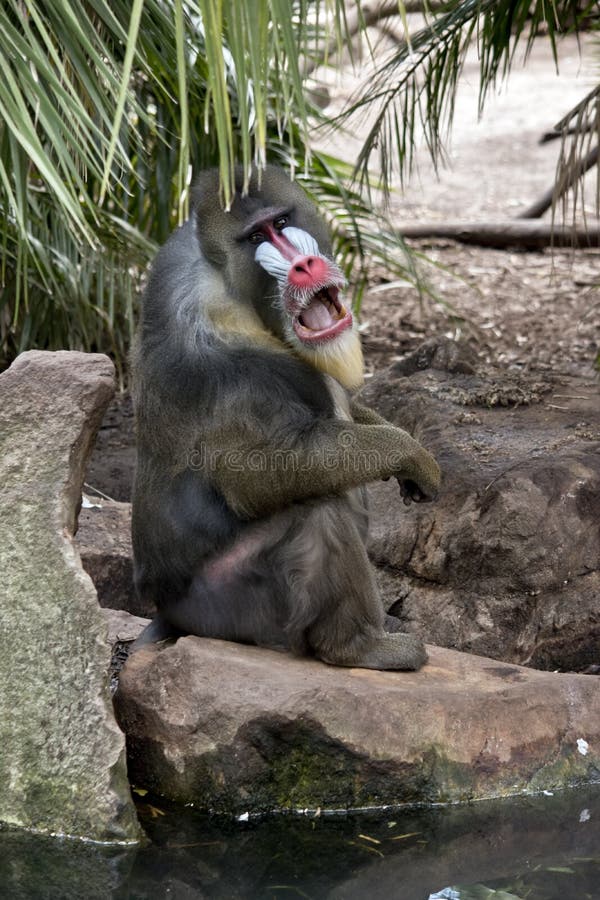 Mandrill is growling stock photo. Image of nostrils - 132198334