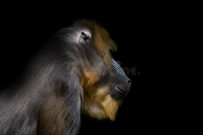 Side Portrait of a Mandrill. Stock Image - Image of portrait, wildlife ...