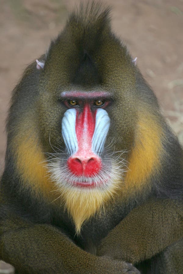 The chimpanzee stock photo. Image of protection, hunger - 4467224