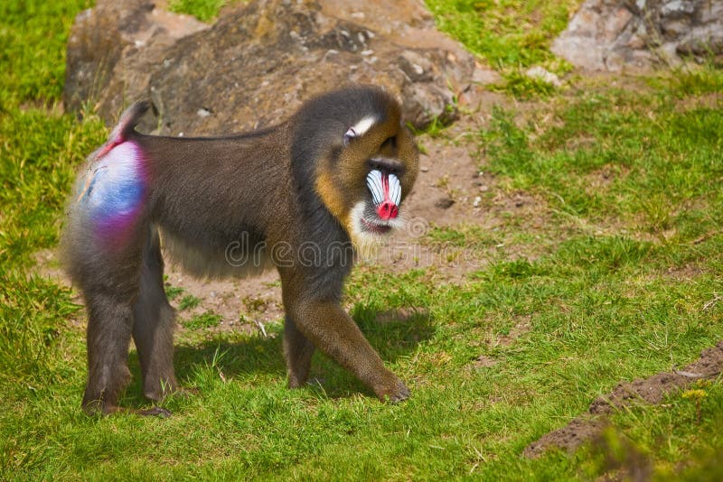 Mandrill (Mandrillus Sphinx). Stock Photo - Image of species, omnivore: 14285486