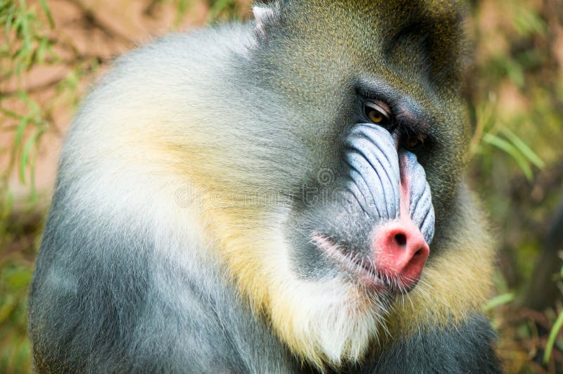 Mandrill (Mandrillus Sphinx) Stock Image - Image of mandrill, blue ...