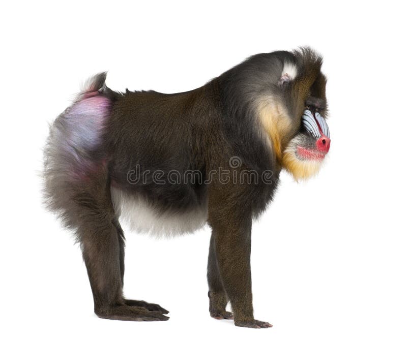 Mandrill, Mandrillus Sphinx, 22 Years Old Stock Photo - Image of wild ...
