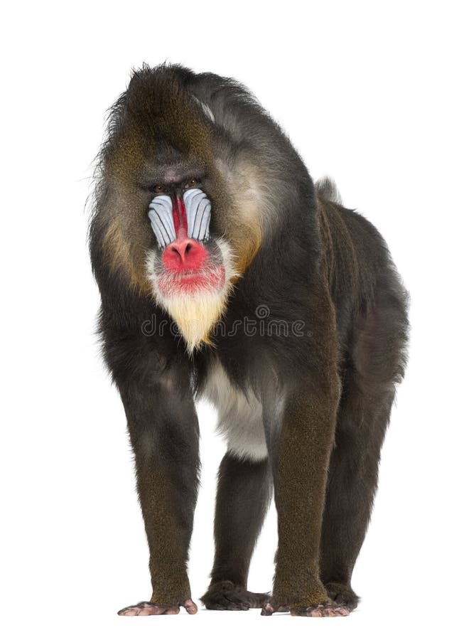 Mandrill Standing, Mandrillus Sphinx Stock Photo - Image of upright ...