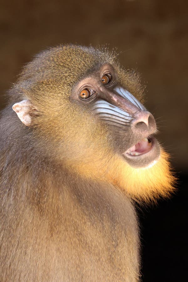 The mandrill stock image. Image of freedom, outside - 293535051