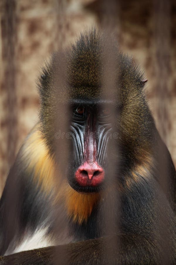Mandrill (Mandrillus Sphinx). Stock Photo - Image of close ...