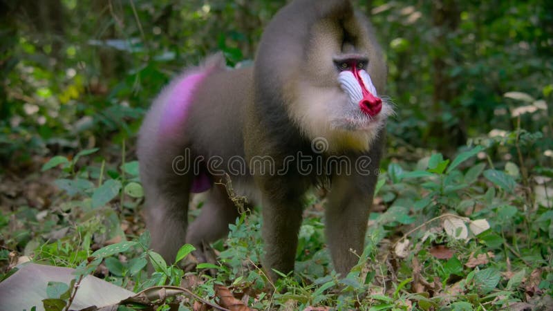 Mandrills in the forest stock footage. Video of endangered - 240937420