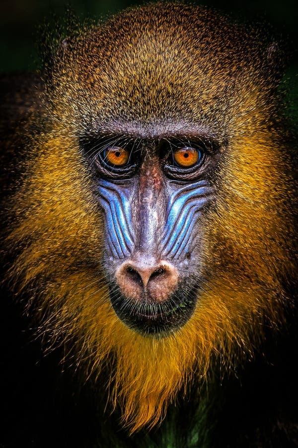 Mandrill Mandrillus sphinx stock photo. Image of cameroon - 149809314