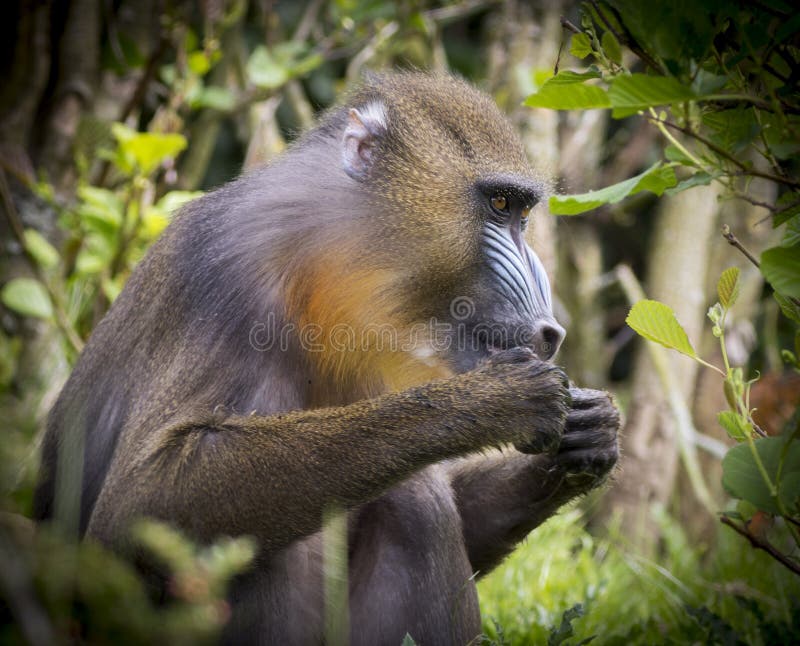 Mandrill (Mandrillus Sphinx) Stock Photo - Image of bright, gentle ...