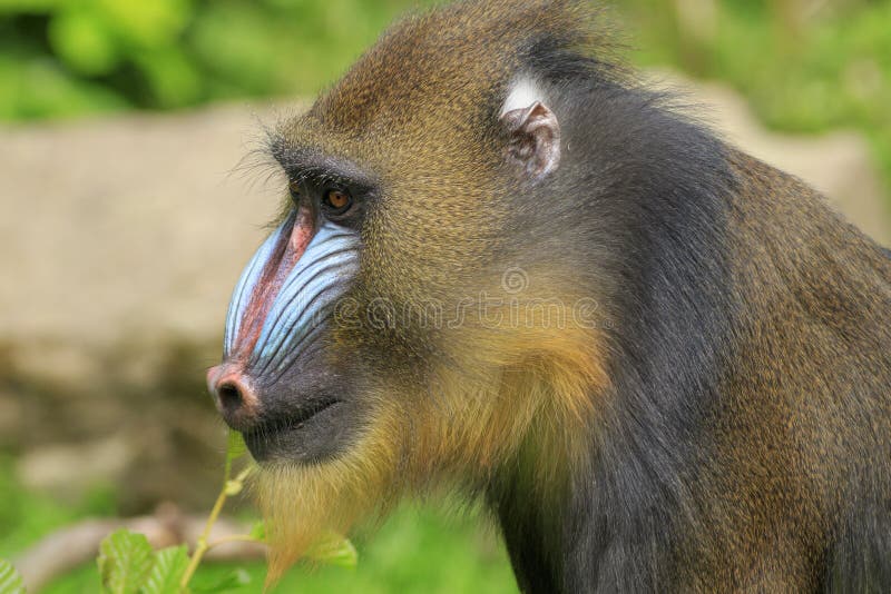Mandrill (Mandrillus Sphinx) Stock Photo - Image of leisure ...