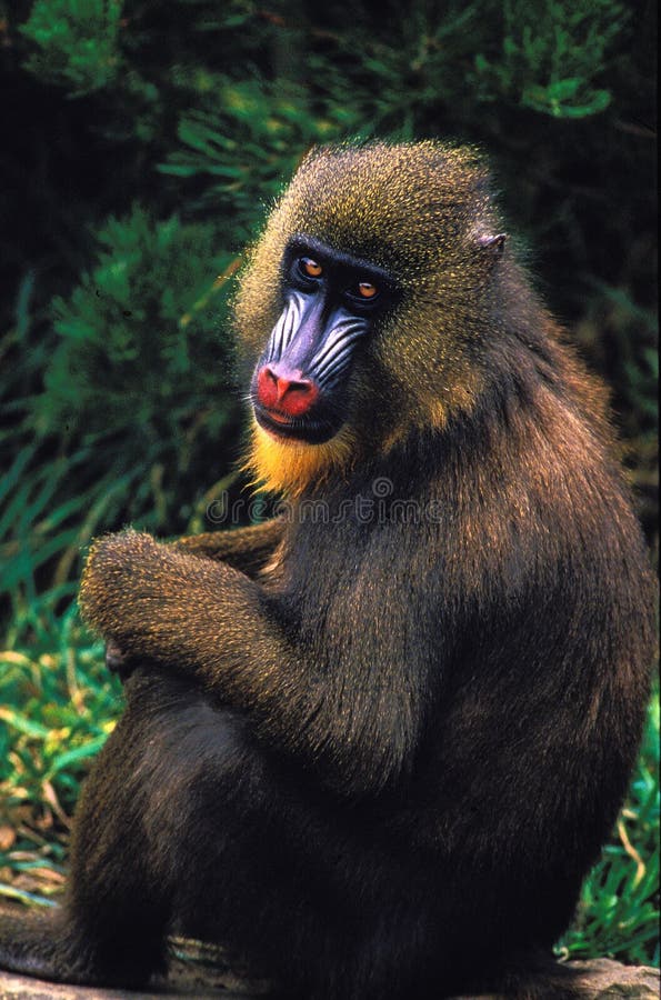 MANDRILL mandrillus sphinx stock photo. Image of animal - 170287908
