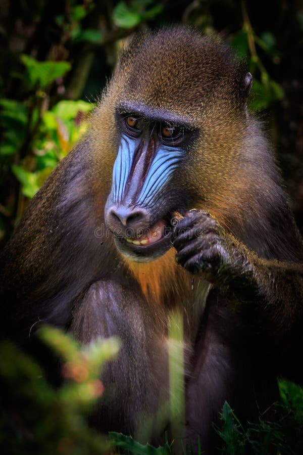 Mandrill Mandrillus sphinx stock photo. Image of cameroon - 149809314