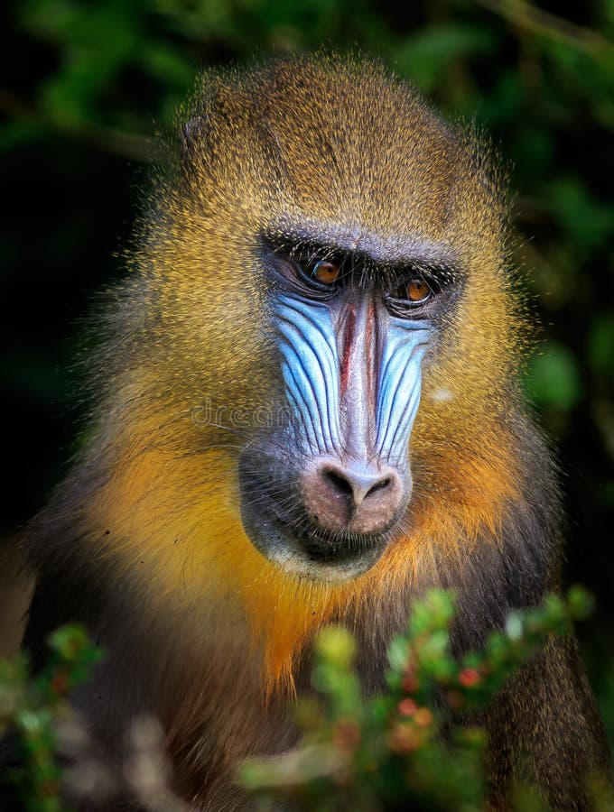 Mandrill Mandrillus sphinx stock photo. Image of mandrill - 98184258