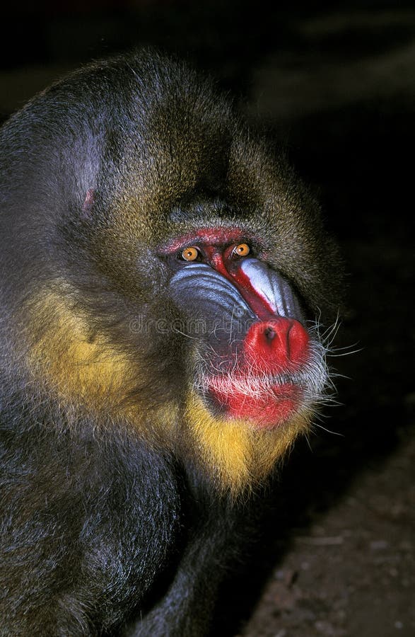 MANDRILL mandrillus sphinx stock photo. Image of sphinx - 170212854