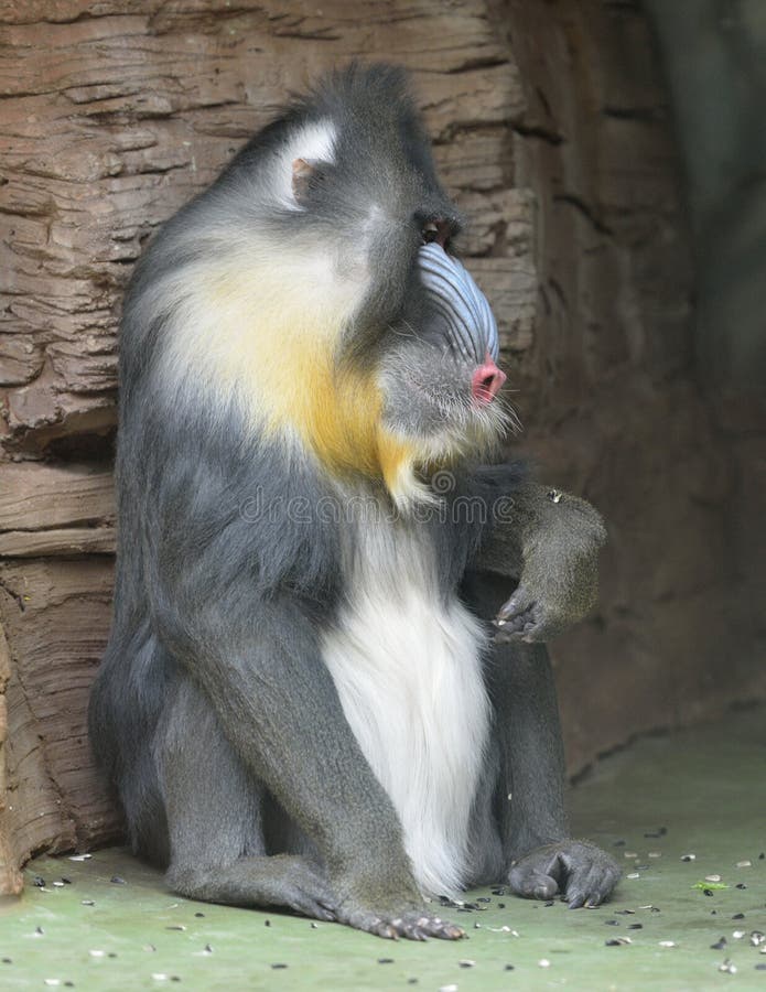 Mandrill, Mandrillus Sphinx, Sitting on Tree Branch in Dark Tropical ...