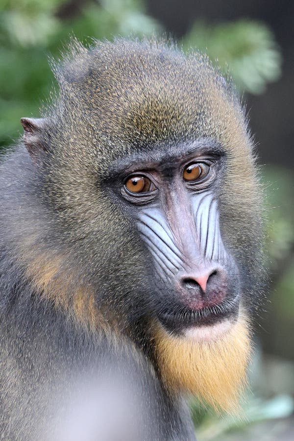 A Mandrill (Mandrillus Sphinx) Stock Photo - Image of outdoor, closeup ...