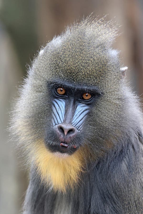 A Mandrill (Mandrillus Sphinx) Stock Image - Image of mandrill ...