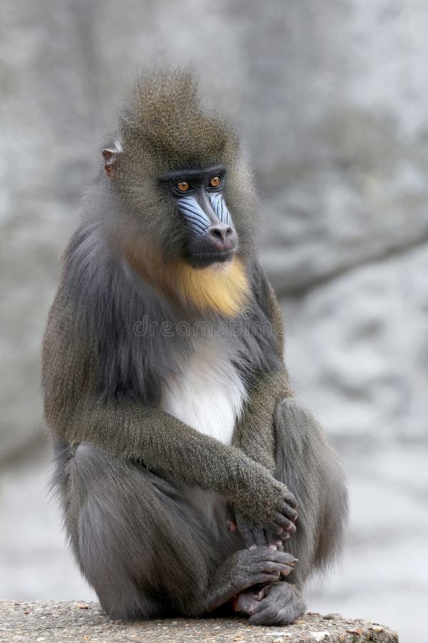 398 Endangered Mandrill Stock Photos - Free & Royalty-Free Stock Photos ...