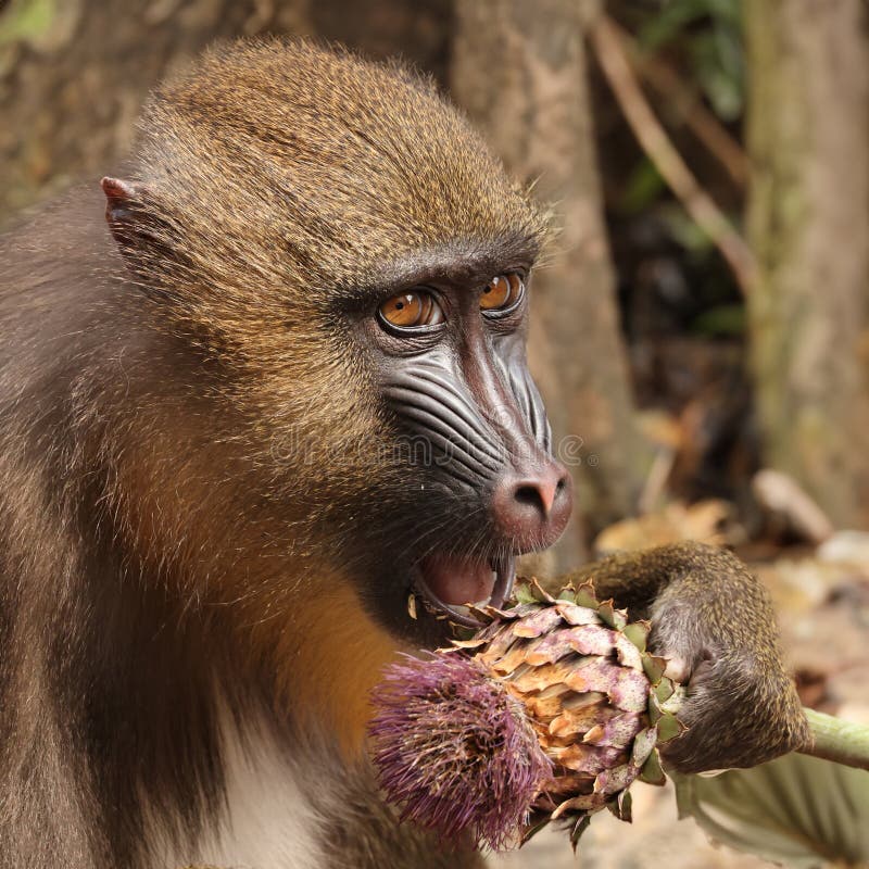 A Mandrill (Mandrillus Sphinx) Stock Photo - Image of mandrillus ...