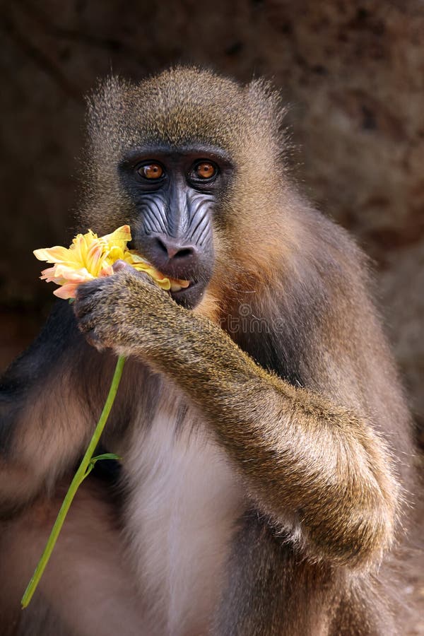 A Mandrill (Mandrillus Sphinx) Stock Image - Image of animal, mandrill ...
