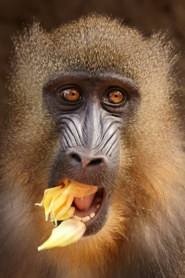 A Mandrill (Mandrillus Sphinx) Stock Image - Image of species ...