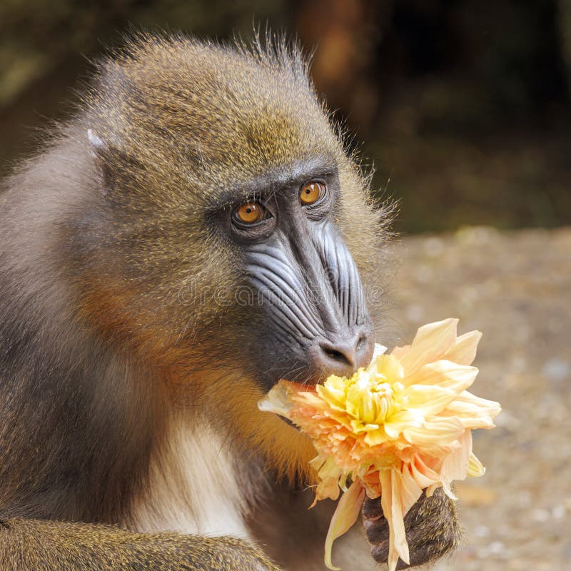 A Mandrill (Mandrillus Sphinx) Stock Photo - Image of mammal, jungle ...