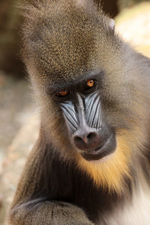 A Mandrill (Mandrillus Sphinx) Stock Image - Image of expression, park ...