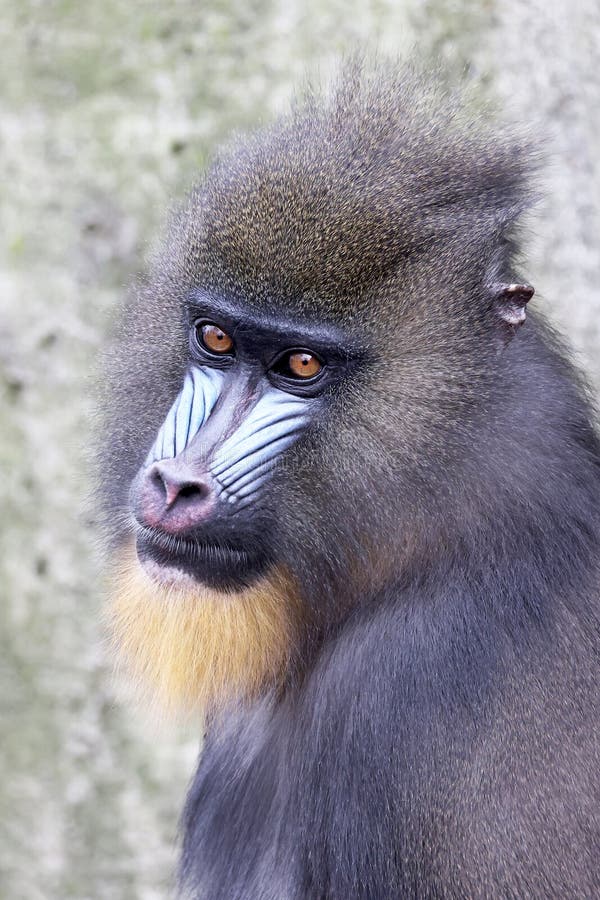 A Mandrill (Mandrillus Sphinx) Stock Photo - Image of mandrill ...