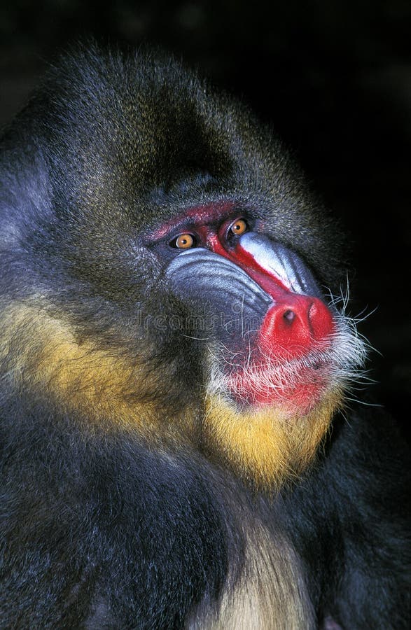 Mandrill, Mandrillus Sphinx, Portrait of Male Stock Image - Image of ...