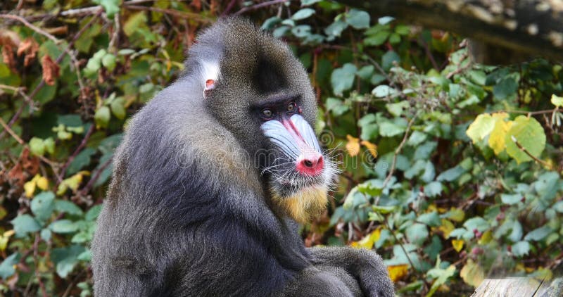 Mandrill, Mandrillus Sphinx, Portrait of Male Stock Photo - Image of ...