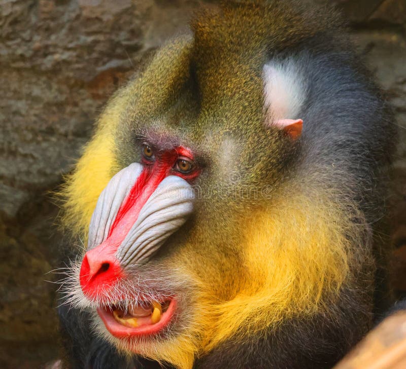 The Mandrill (Mandrillus Sphinx) Stock Photo - Image of mandrill, male ...