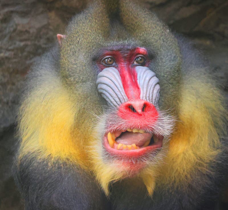 The Mandrill (Mandrillus Sphinx) Stock Image - Image of muzzle, monkey ...