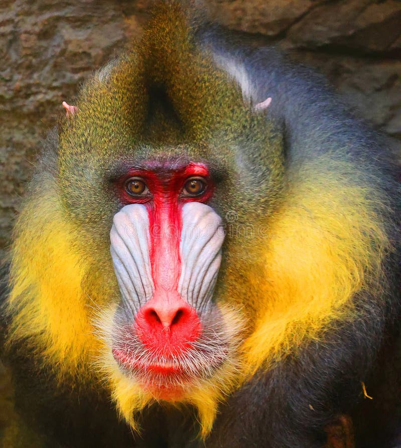 The Mandrill (Mandrillus Sphinx) Stock Photo - Image of mammal ...