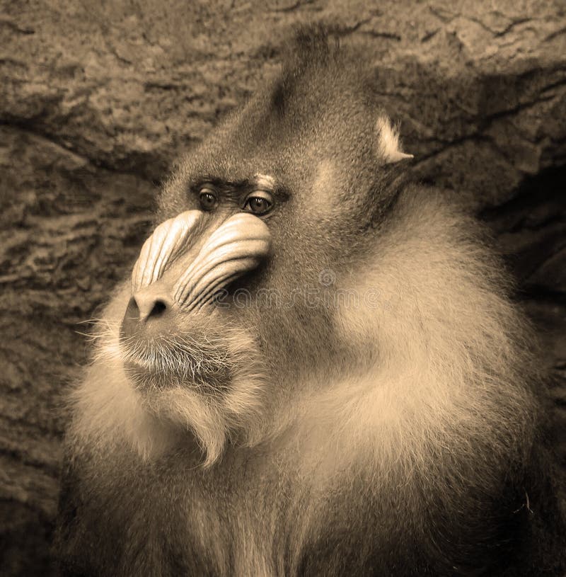 The Mandrill (Mandrillus Sphinx) Stock Image - Image of congo, muzzle ...