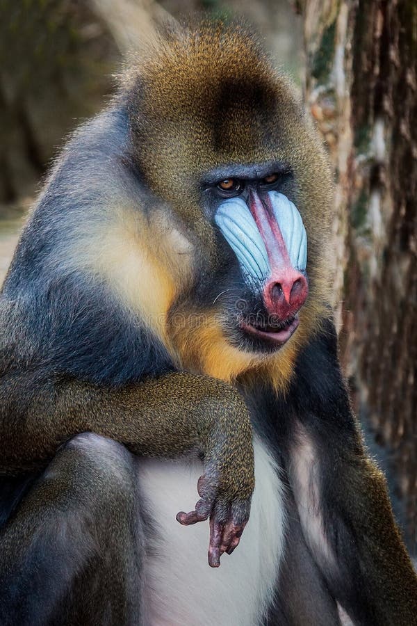 Mandrill Mandrillus sphinx stock photo. Image of mandrillus - 94701468