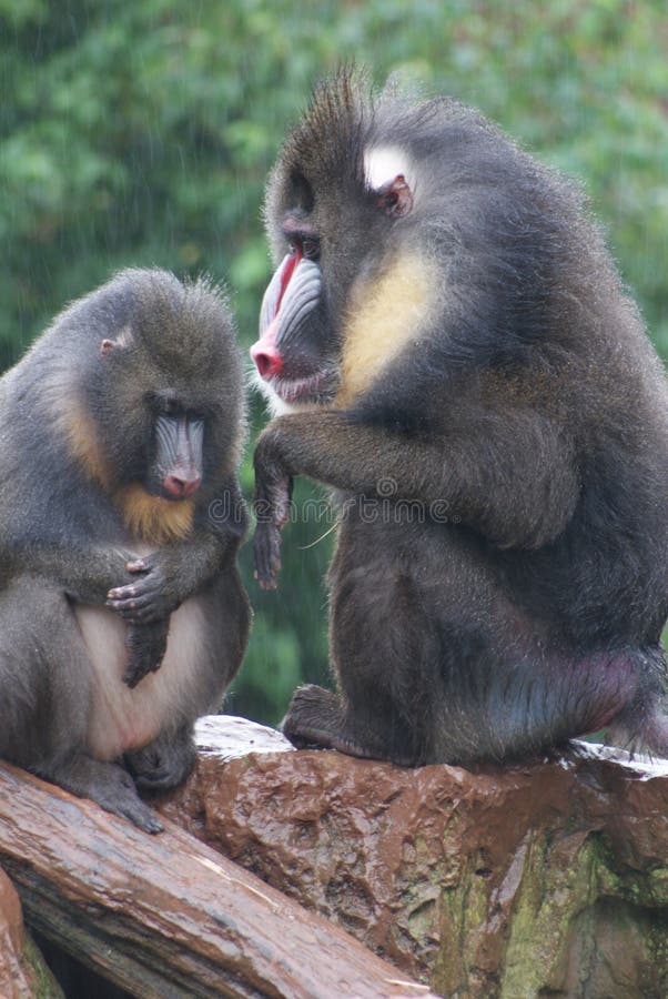 Mandrill - Mandrillus Sphinx Stock Image - Image of mandrillus, nature ...
