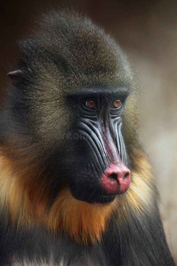 Mandrill, Mandrillus Sphinx, Sitting on Tree Branch in Dark Tropical ...